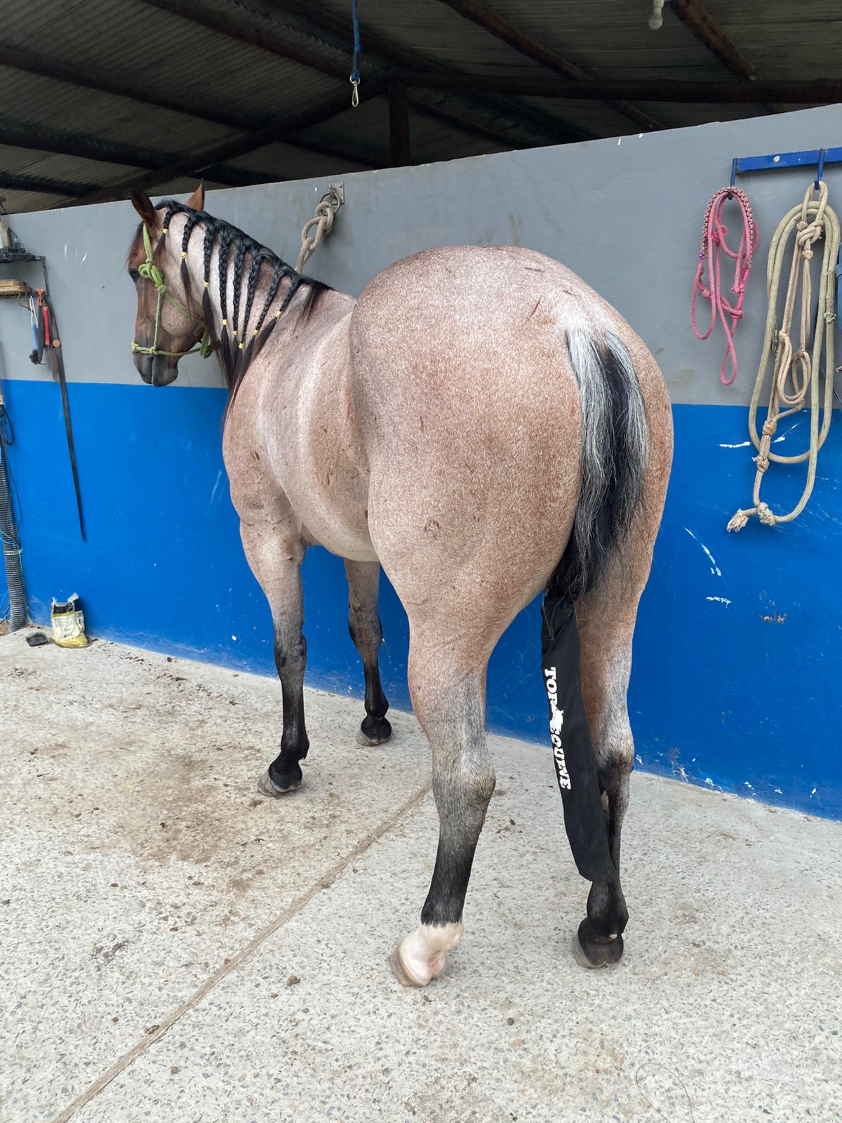 CAVALO DE RANCH SORTING À VENDA - Agenda do Cavalo